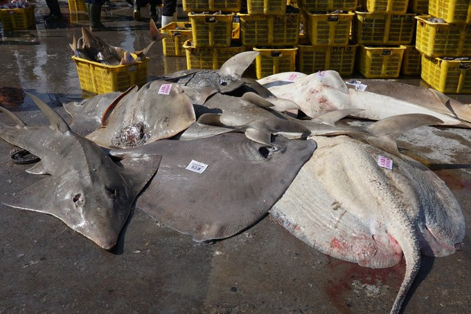 Seafood Media Group - Worldnews - The first marine fish extinction as a ...