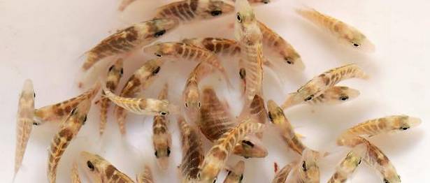 Seafood Media Group - Worldnews - ICAR-CIBA develops seed production ...