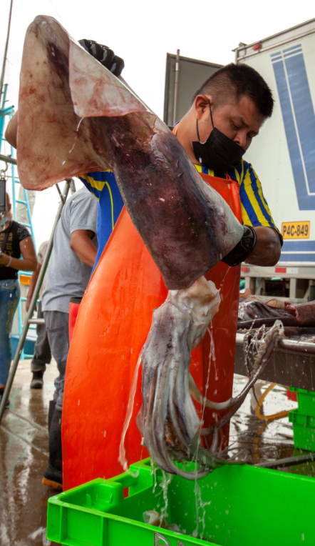 Seafood Media Group - Noticias - La voraz demanda china por el calamar ...