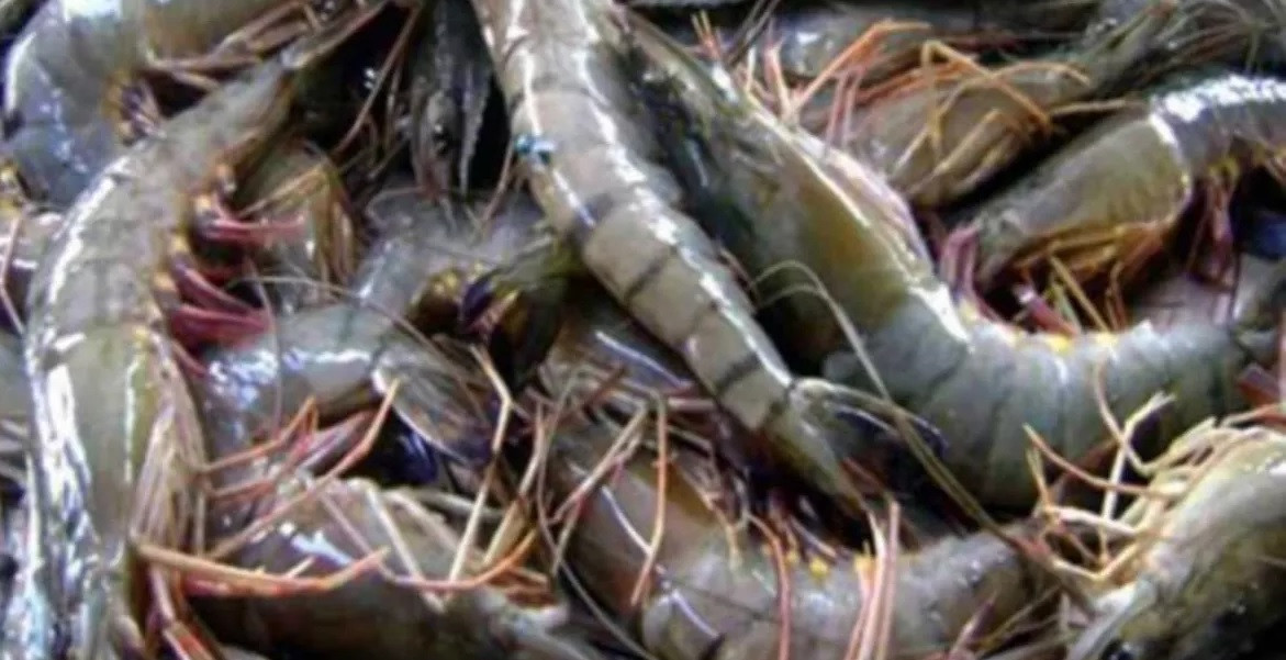 Seafood Media Group - Worldnews - What ails the shrimp sector in ...