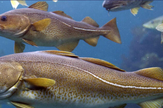 FIS - Companies & Products - Large cod most susceptible to injuries in ...