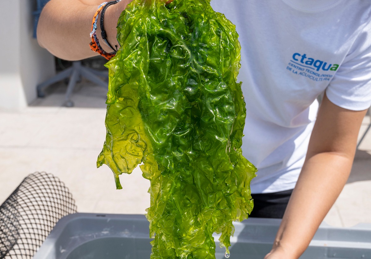 Seafood Media Group - Worldnews - Cádiz, seat of scientific knowledge ...
