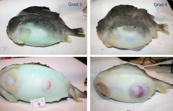 FIS - Companies & Products - Cleaner fish programme: Quality criteria ...