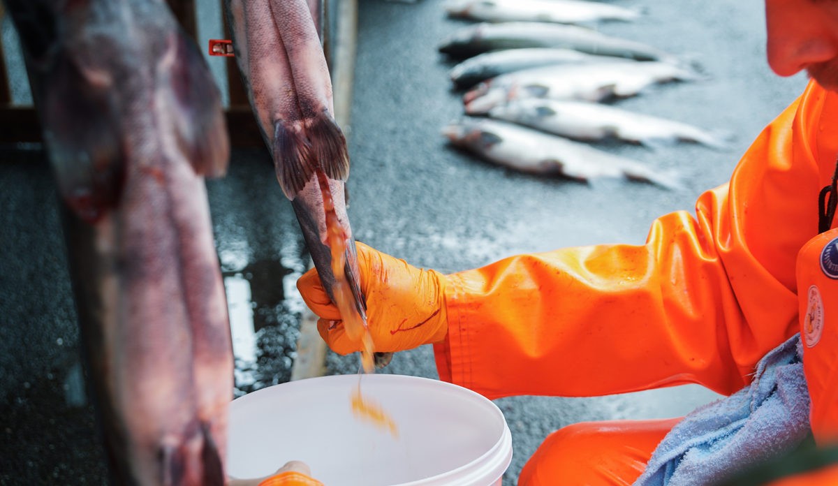 Seafood Media Group - Worldnews - Norway Explores Culinary Potential of ...
