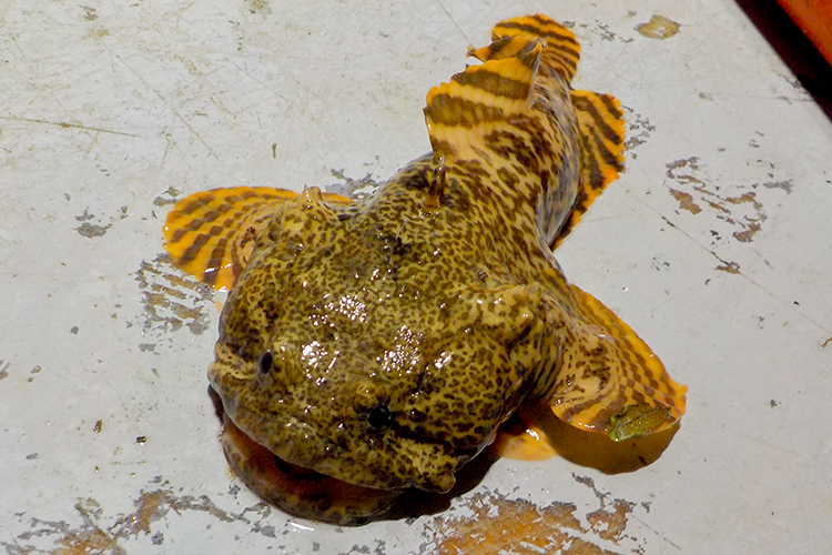 Seafood Media Group - Noticias - Pesca de caracoles: la perspectiva de ...