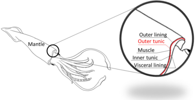 Squid Parts And Functions