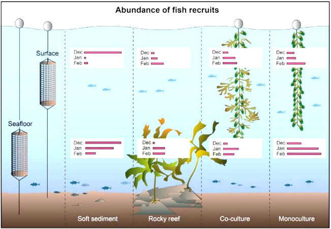 Seafood Media Group - Worldnews - Mussel farms may act as fish nurseries