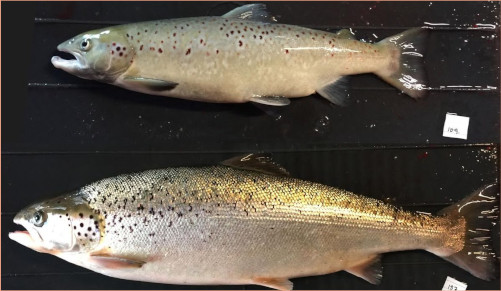 Seafood Media Group - Worldnews - Powernap prevents young farmed salmon ...