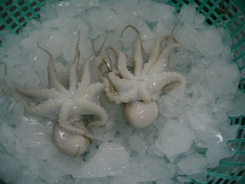 Seafood Media Group - Worldnews - Frozen small octopus , 81 percent ...