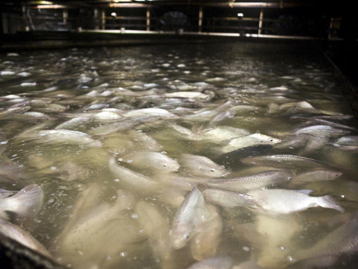 FIS - Suppliers - Company Details