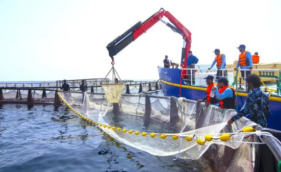 Seafood Media Group - Worldnews - Sea Bream Farm is Oman’s First ...