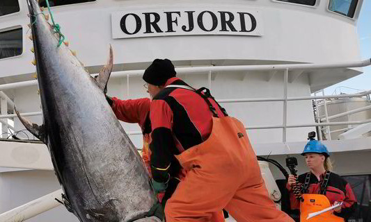 Seafood Media Group - Worldnews - Norway to Fish 386.4 Tons of Bluefin ...