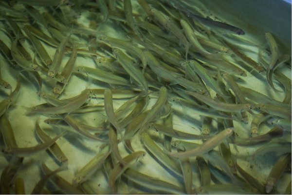 Seafood Media Group - Worldnews - Arctic cisco hatchery in ...