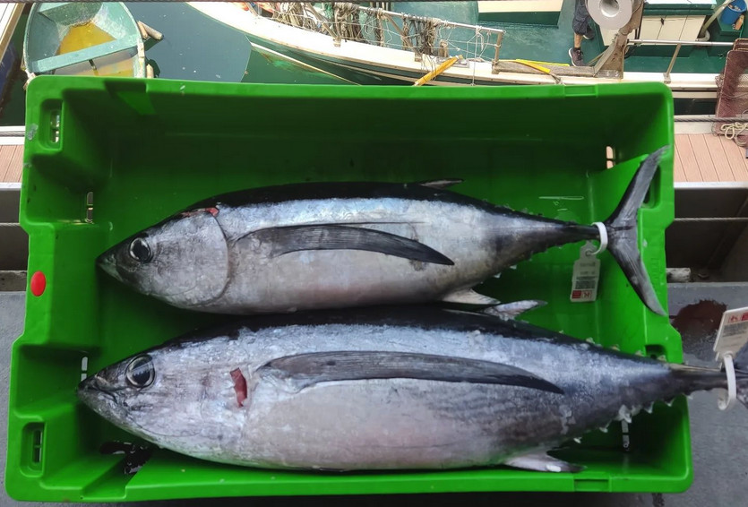 Seafood Media Group - Worldnews - The 2024 bonito fishing season shows ...