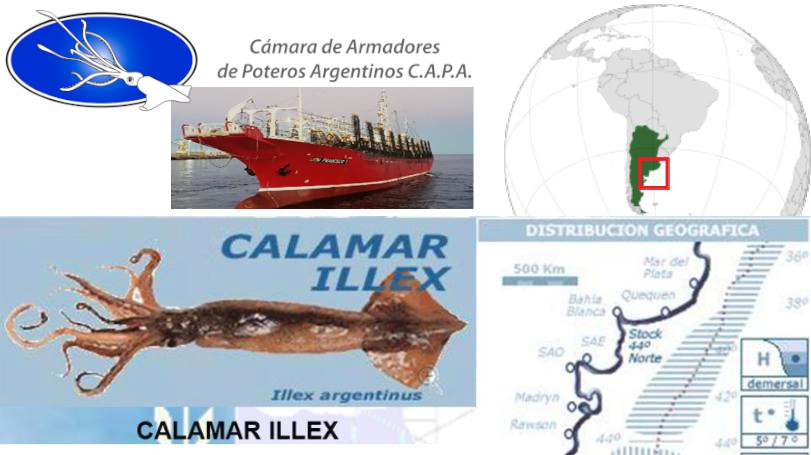Seafood Media Group - Worldnews - The Illex Argentinus begins the path ...
