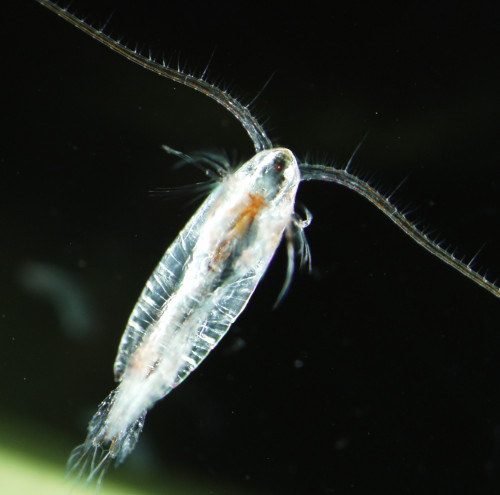 Seafood Media Group - Worldnews - This is how climate change will ...