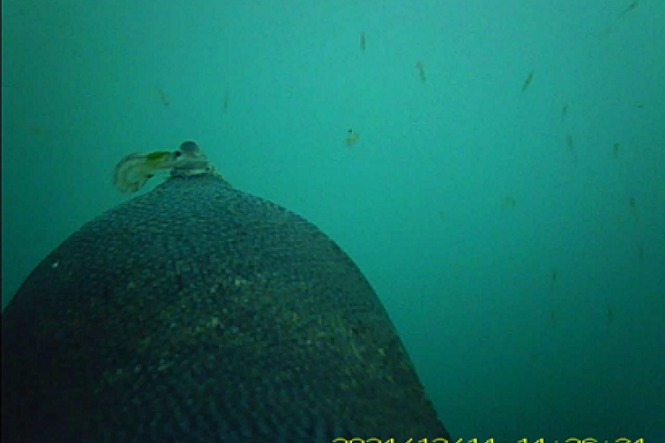 Seafood Media Group - Worldnews - Krill - Science in Antarctica: The ...