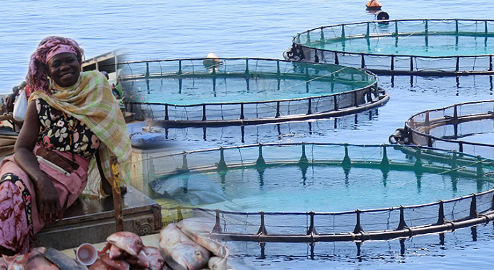 FIS - Worldnews in Brief - IN BRIEF - FAO Implements Fisheries ...