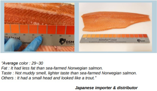 Seafood Media Group - Worldnews - Salmon Evolution ASA: Results for the ...