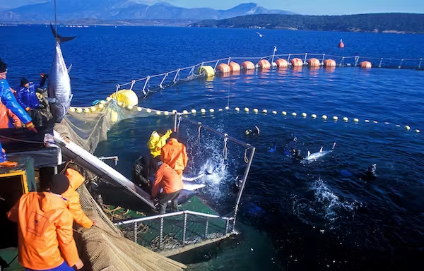 Seafood Media Group - Worldnews - Farming tuna on land heralded as a ...