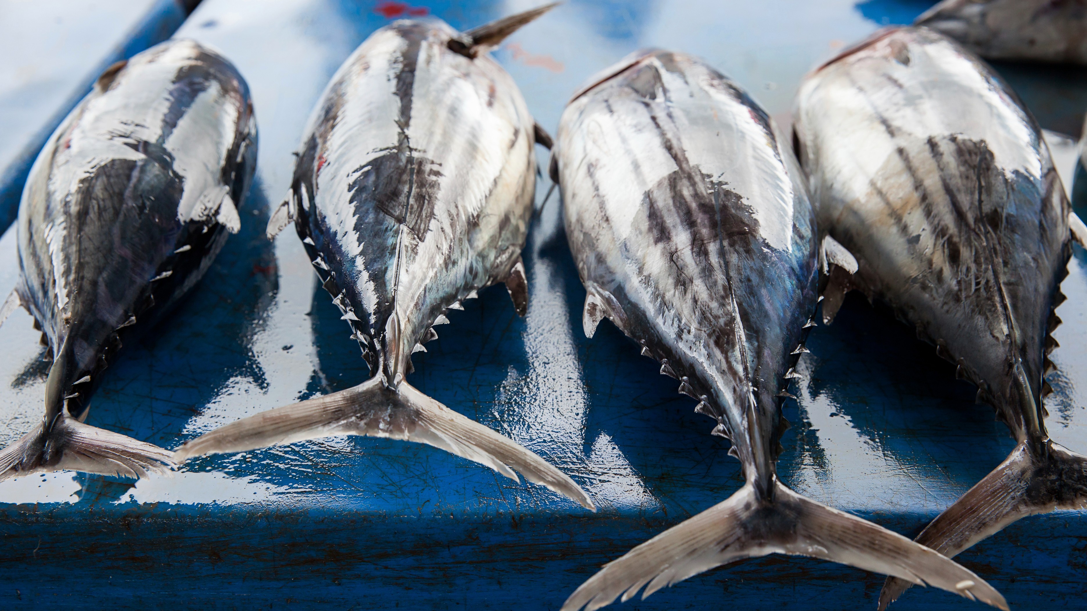 Seafood Media Group - Noticias - Certificación MSC para la pesca de ...