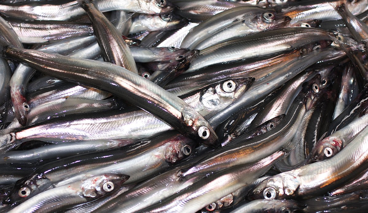 Seafood Media Group - Worldnews - Disappointing advice on Barents Sea ...