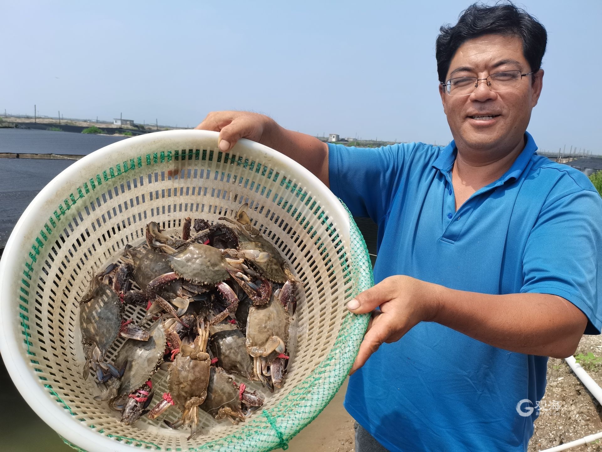 Seafood Media Group - Worldnews - Ten thousand acres of swimming crab ...