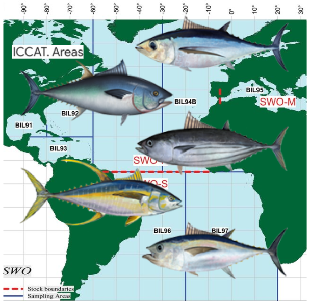 Seafood Media Group - Worldnews - ICCAT misses an opportunity, says ...