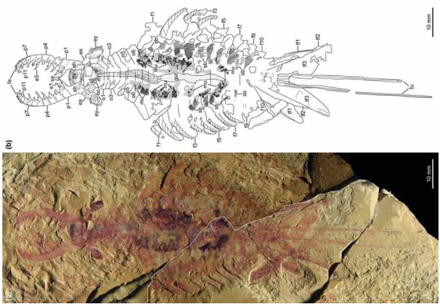 Seafood Media Group - Worldnews - Chinese paleontologists identify new ...