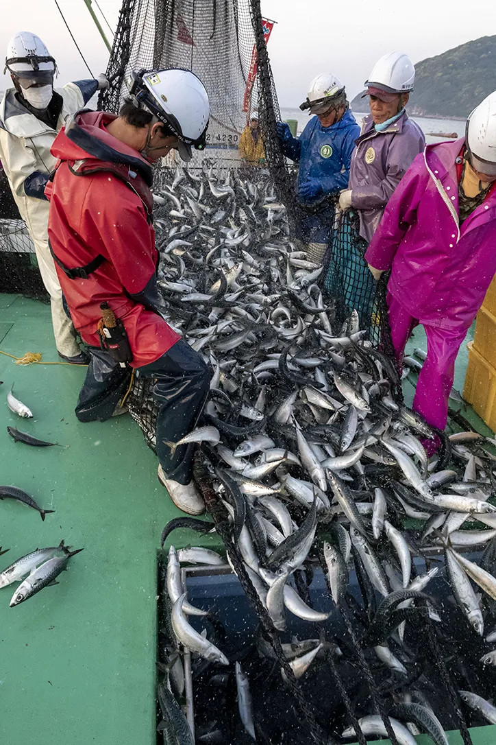 FIS - Companies & Products - Japanese Authorities to Help Local Fishing ...