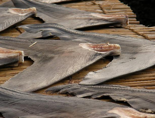 Seafood Media Group - Worldnews - Shark fin dries in the sun, a high ...