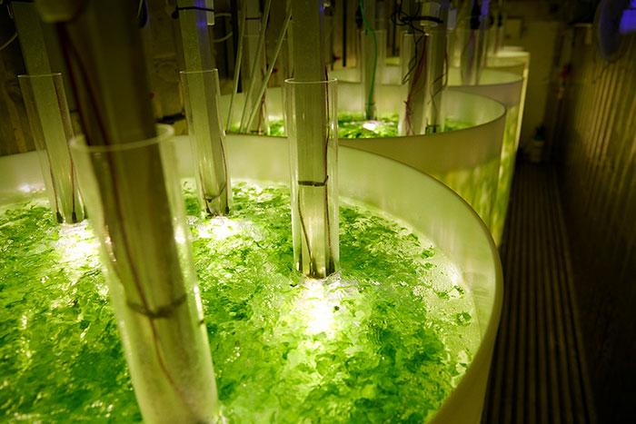 Seafood Media Group - Worldnews - Can you grow seaweed on land?