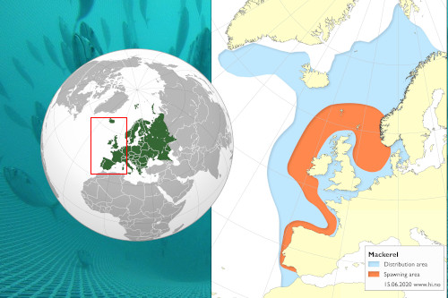 Seafood Media Group - Worldnews - Mackerel (Scomber scombrus ...
