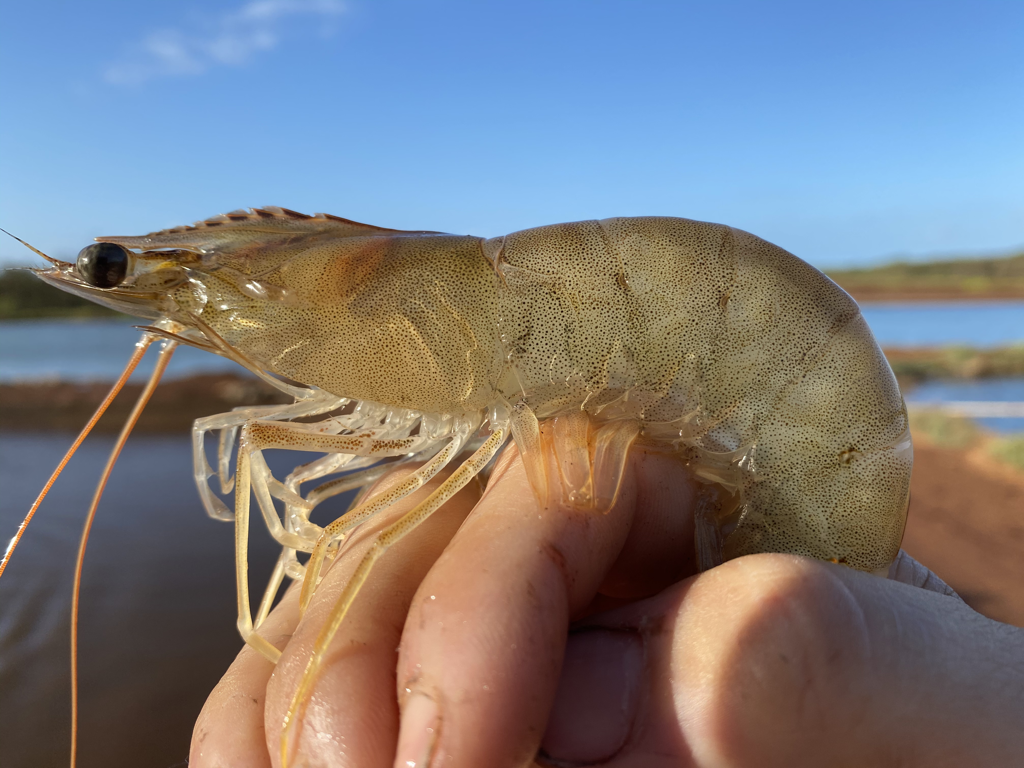 FIS - Companies & Products - Shrimp hatchery operators import ...