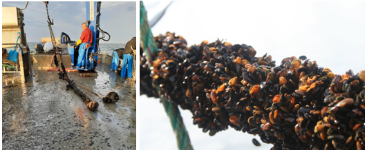 Seafood Media Group - Worldnews - Combination of passive fishing and ...