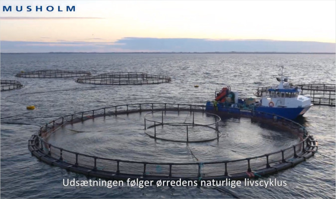 Seafood Media Group - Worldnews - It is planned to breed rainbow trout ...