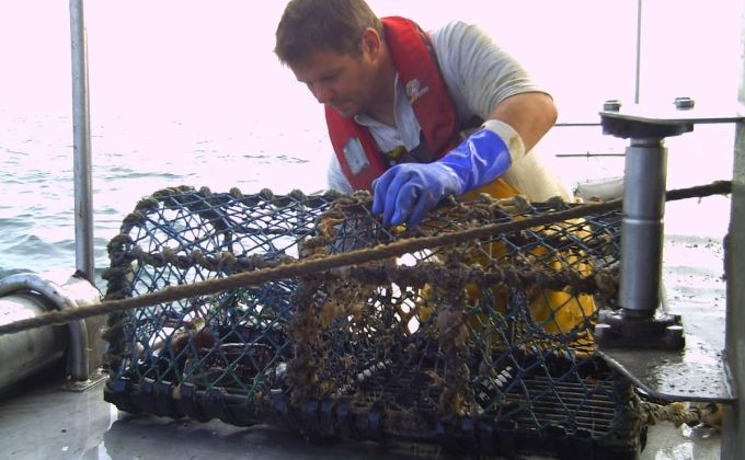 FIS - Companies & Products - EU shellfish import ban indefinite, UK ...