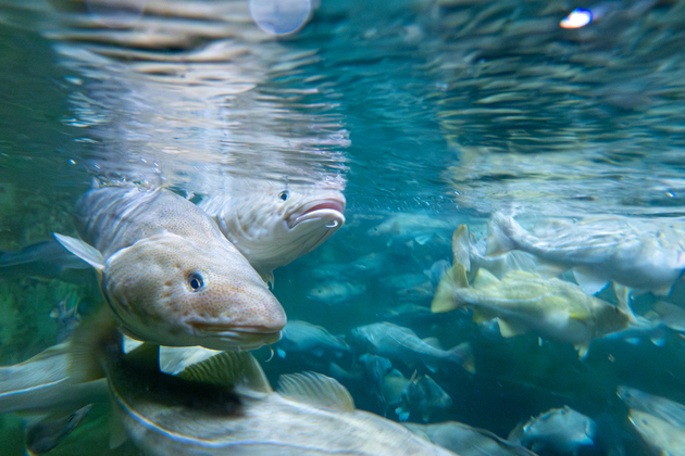 Seafood Media Group - Worldnews - Market situation for Norwegian cod ...