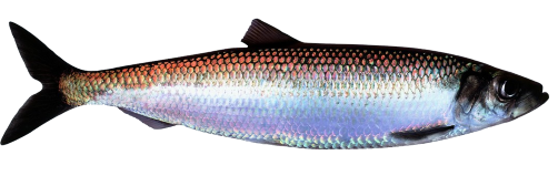 Seafood Media Group - Noticias - El curso de pesca pelágica noruega en ...