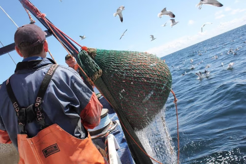 FIS - Companies & Products - Small increase in quota advice on prawns ...