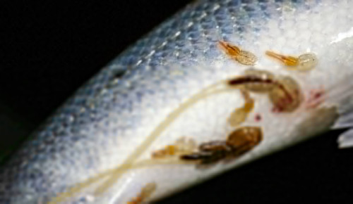Seafood Media Group - Worldnews - The risk report: Still high mortality ...
