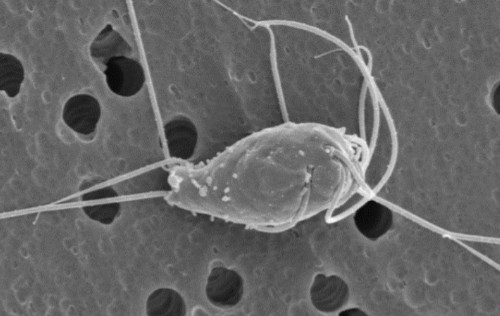 FIS - Compañías y Productos - Investigación sobre parásitos del salmón