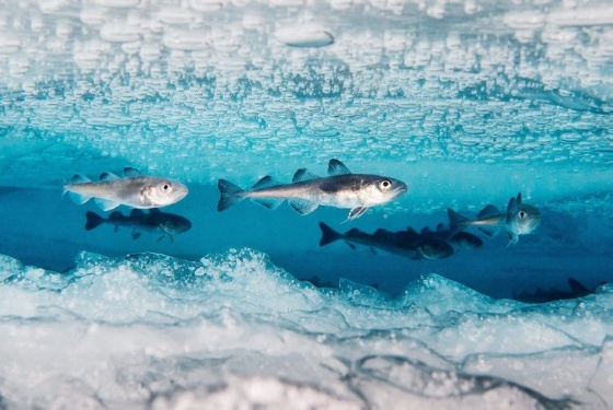 Seafood Media Group - Worldnews - EU blames Norway and Russia for ...