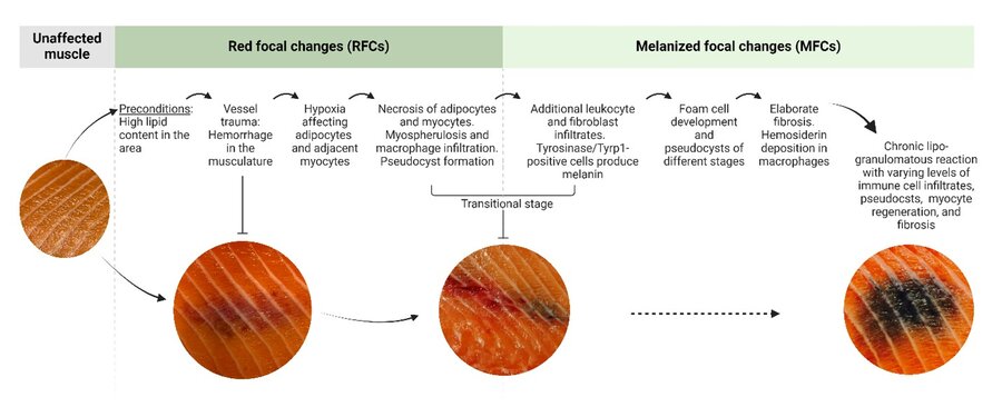 Seafood Media Group - Worldnews - Research Aims to Reduce Black Spots ...