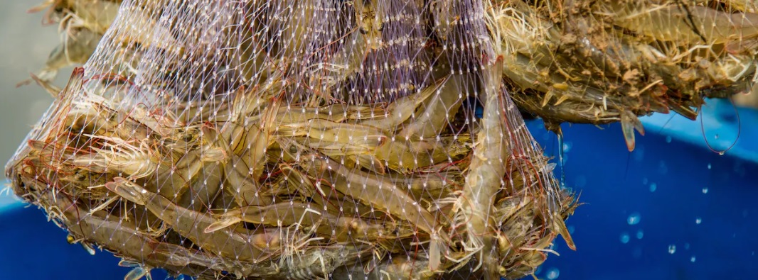 Seafood Media Group - Worldnews - Shrimp farming sector fails as ...