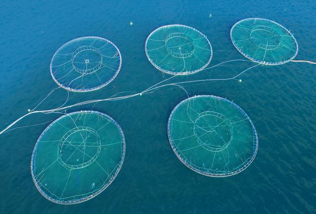 Seafood Media Group - Worldnews - After first harvest, offshore ...