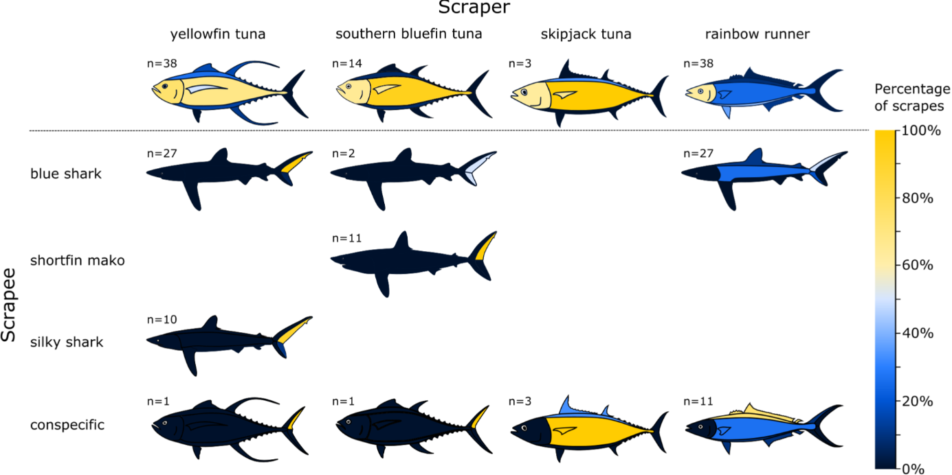 Seafood Media Group - Worldnews - Large tuna prefer using sharks for ...