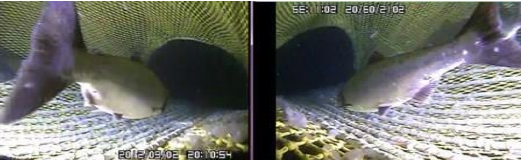 Seafood Media Group - Worldnews - Alaska Pollock fisheries groups share ...