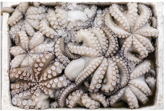 Seafood Media Group - Worldnews - FAO/Globefish: Octopus 'It looks like ...