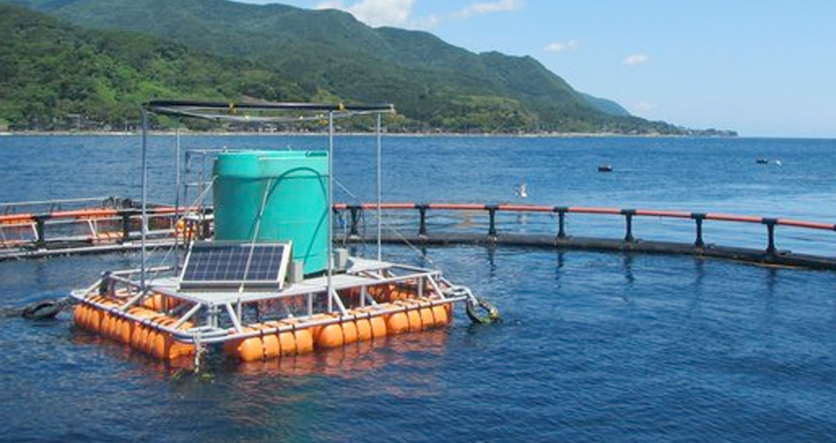 Seafood Media Group - Worldnews - Japan onshore aquaculture takes root ...
